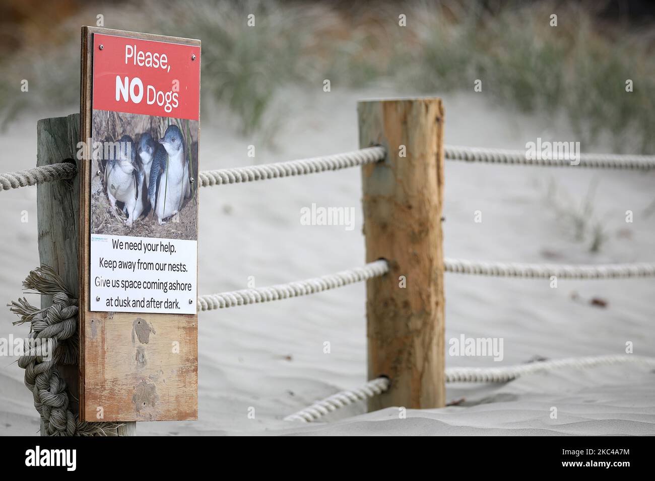 A sign board to protect penguins is seen in front of the little blue ...