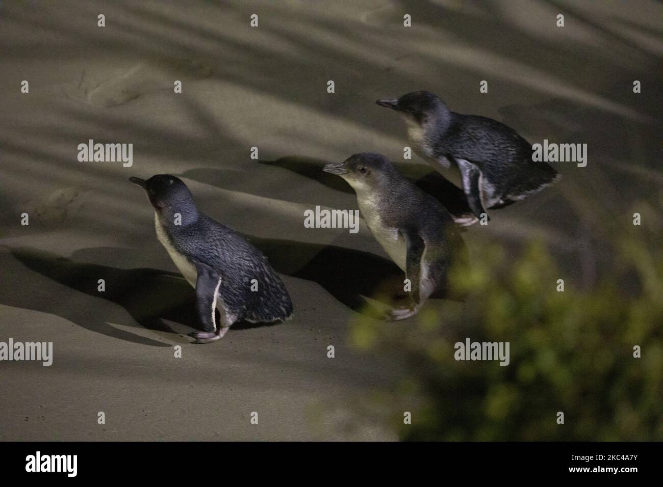 Little blue penguins arrive at their nests at Caroline Bay in Timaru ...