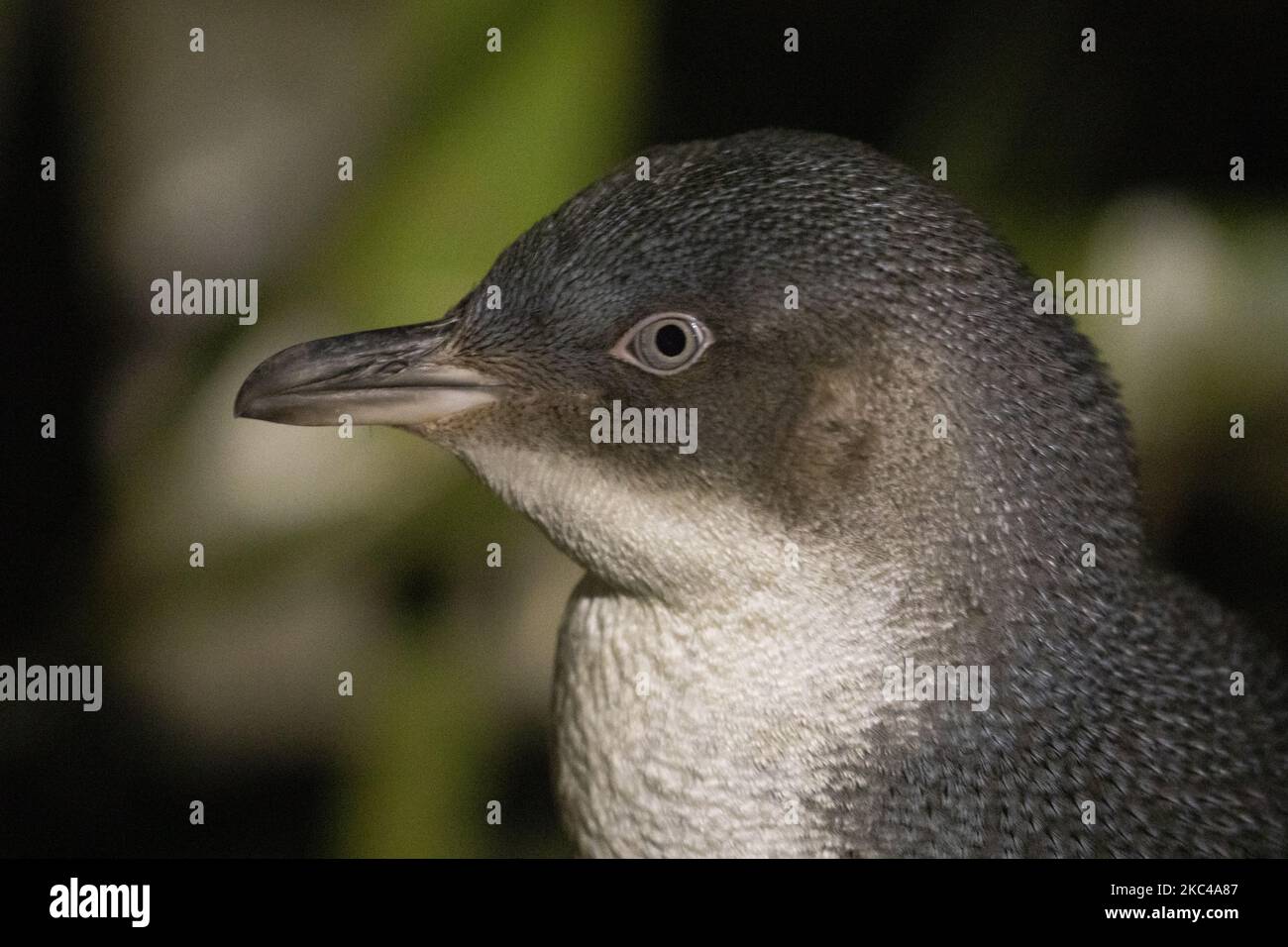 A little blue penguinÂ arrives at it's nestÂ at Caroline BayÂ in Timaru ...