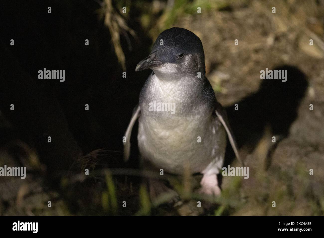 A little blue penguin arrives at it's nest at Caroline Bay in Timaru ...