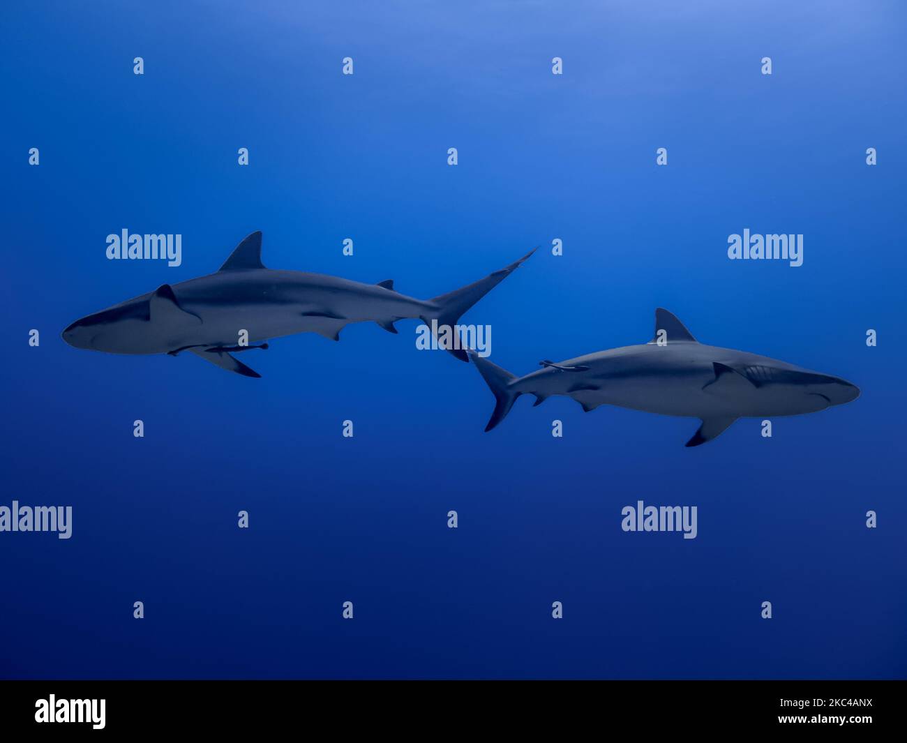 Two huge Caribbean reef sharks moving under blue water Stock Photo - Alamy
