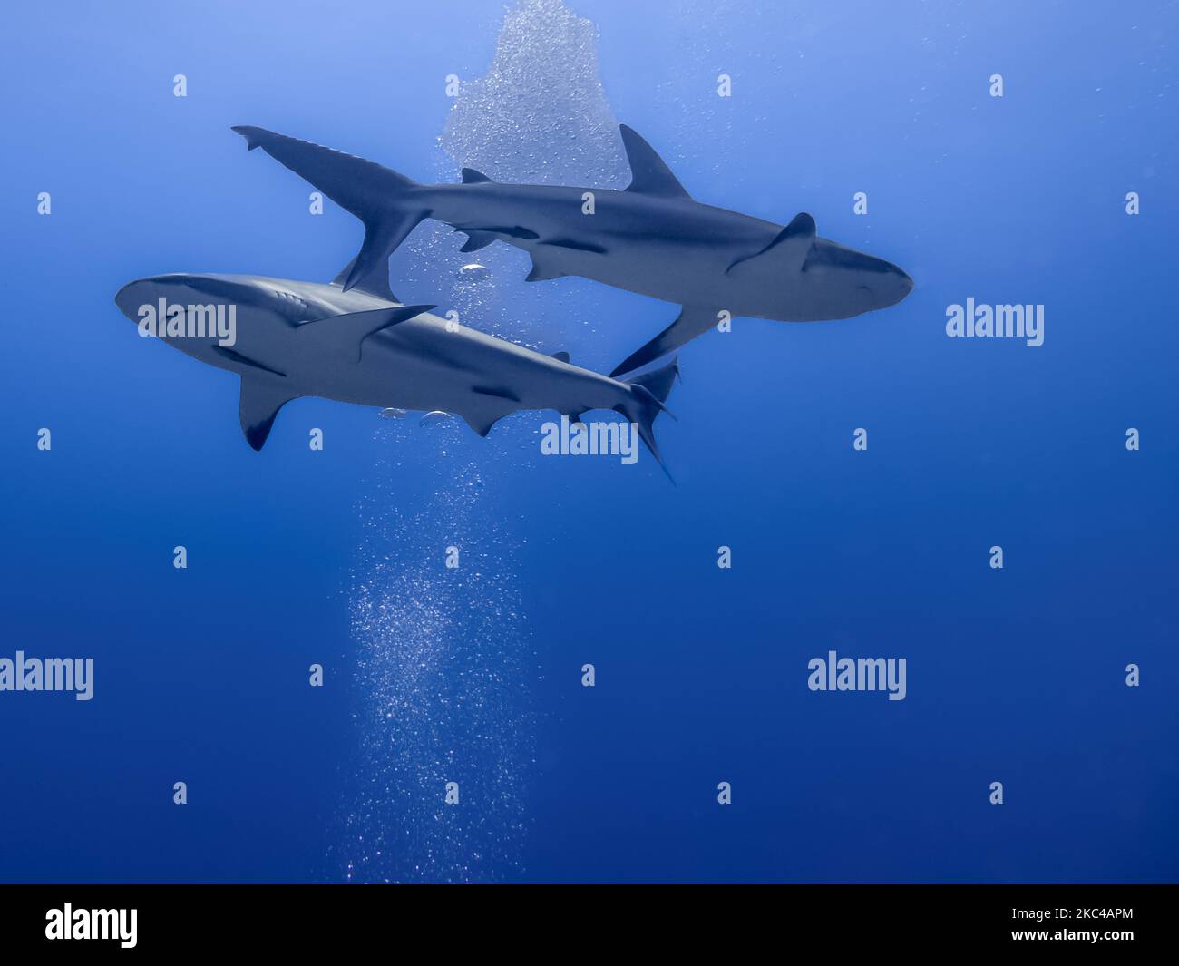 Two Caribbean reef sharks moving under blue water Stock Photo - Alamy
