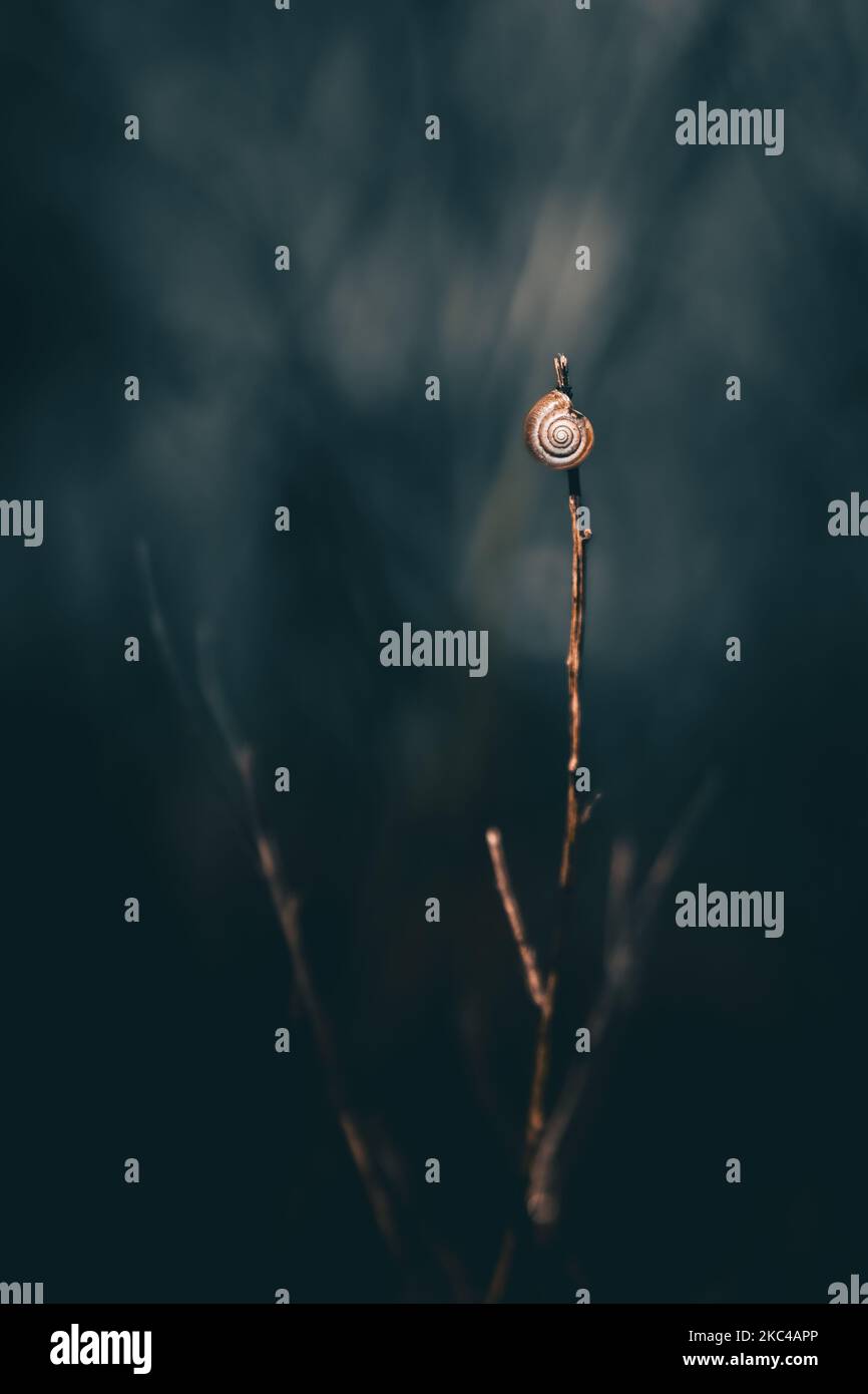 The snail shell on the stick with the blurred natural dark background ...