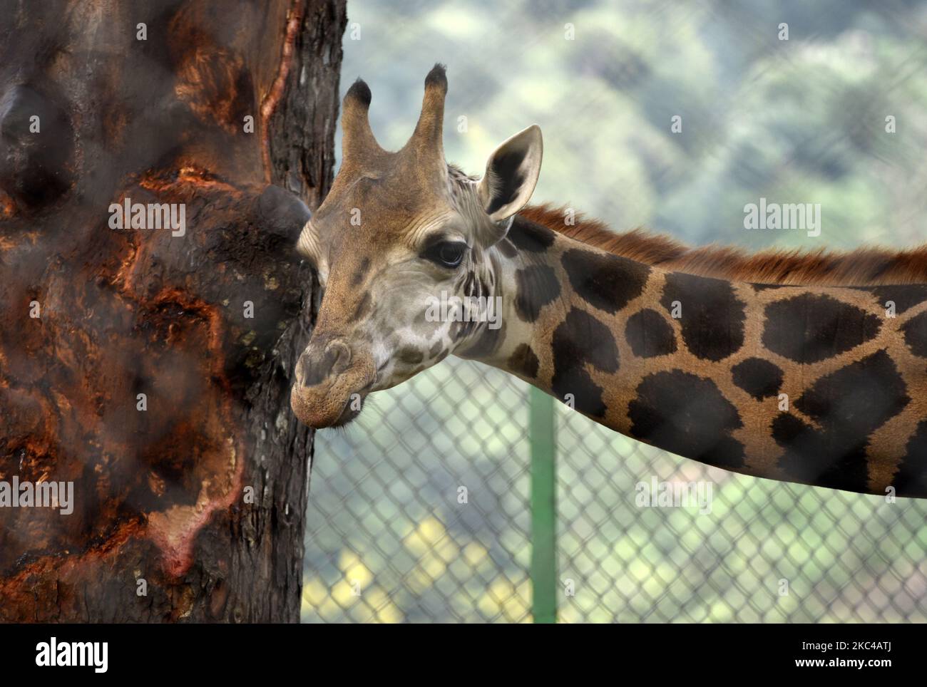 A Giraffe inside an enclosure at Assam State Zoo, in Guwahati, Assam ...