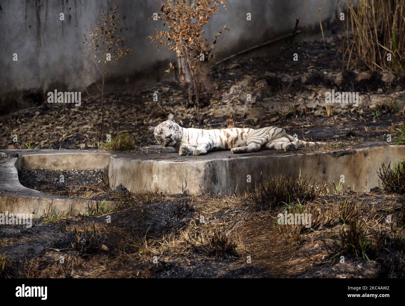 A White Tiger inside an enclosure at Assam State Zoo, in Guwahati ...