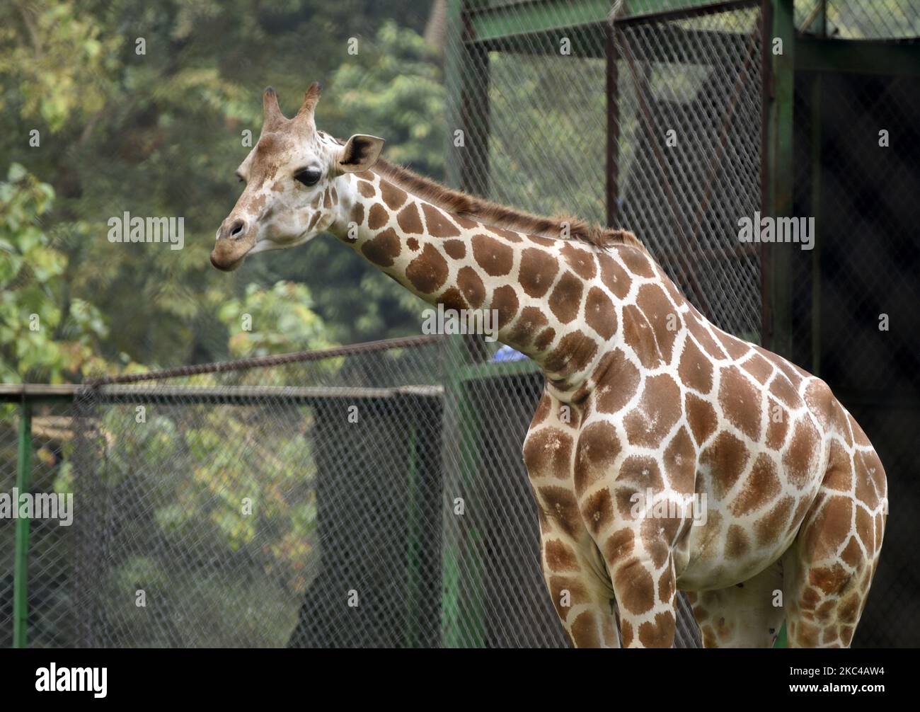 A Giraffe inside an enclosure at Assam State Zoo, in Guwahati, Assam ...
