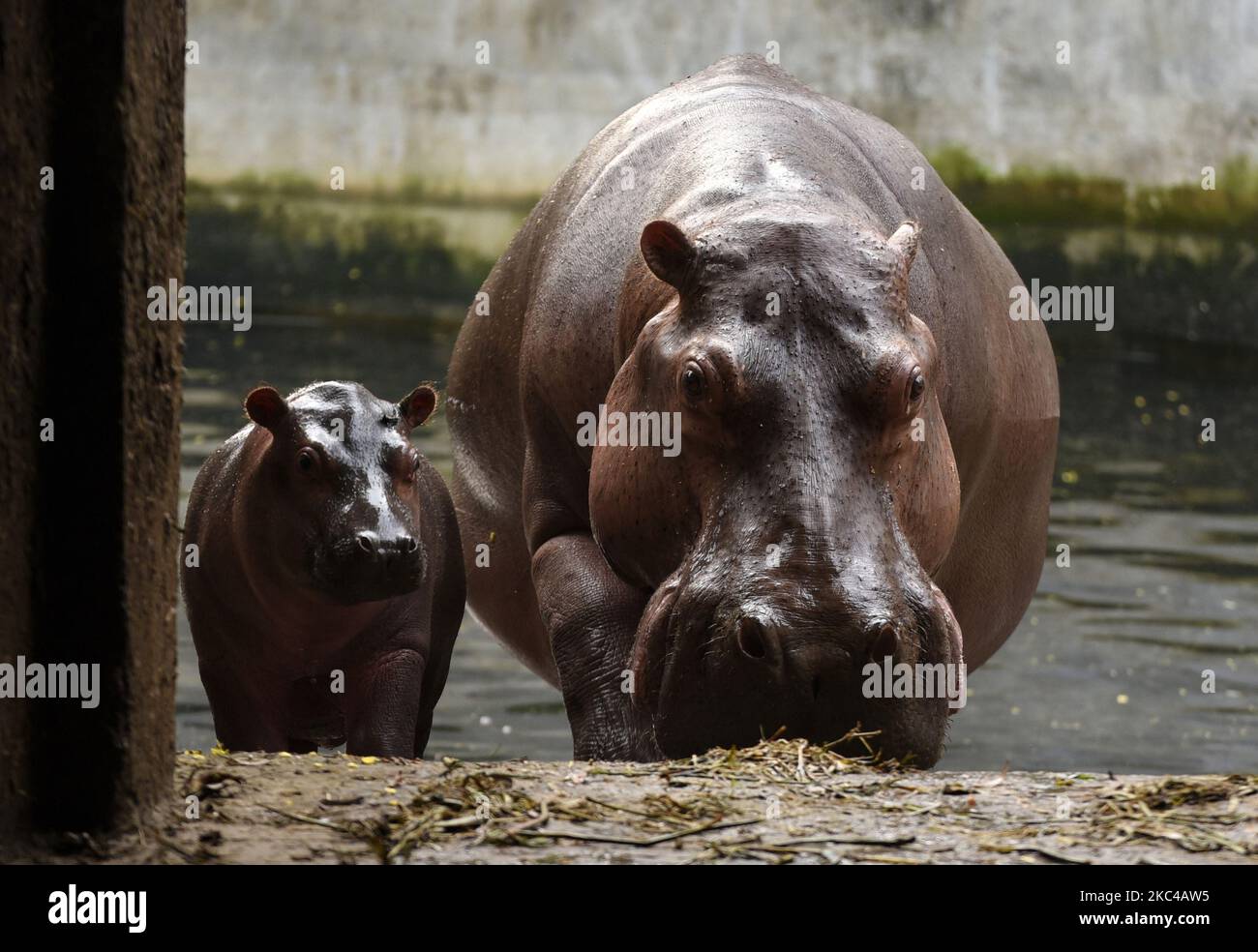 A Hippopotamus with her new born baby inside an enclosure at Assam ...