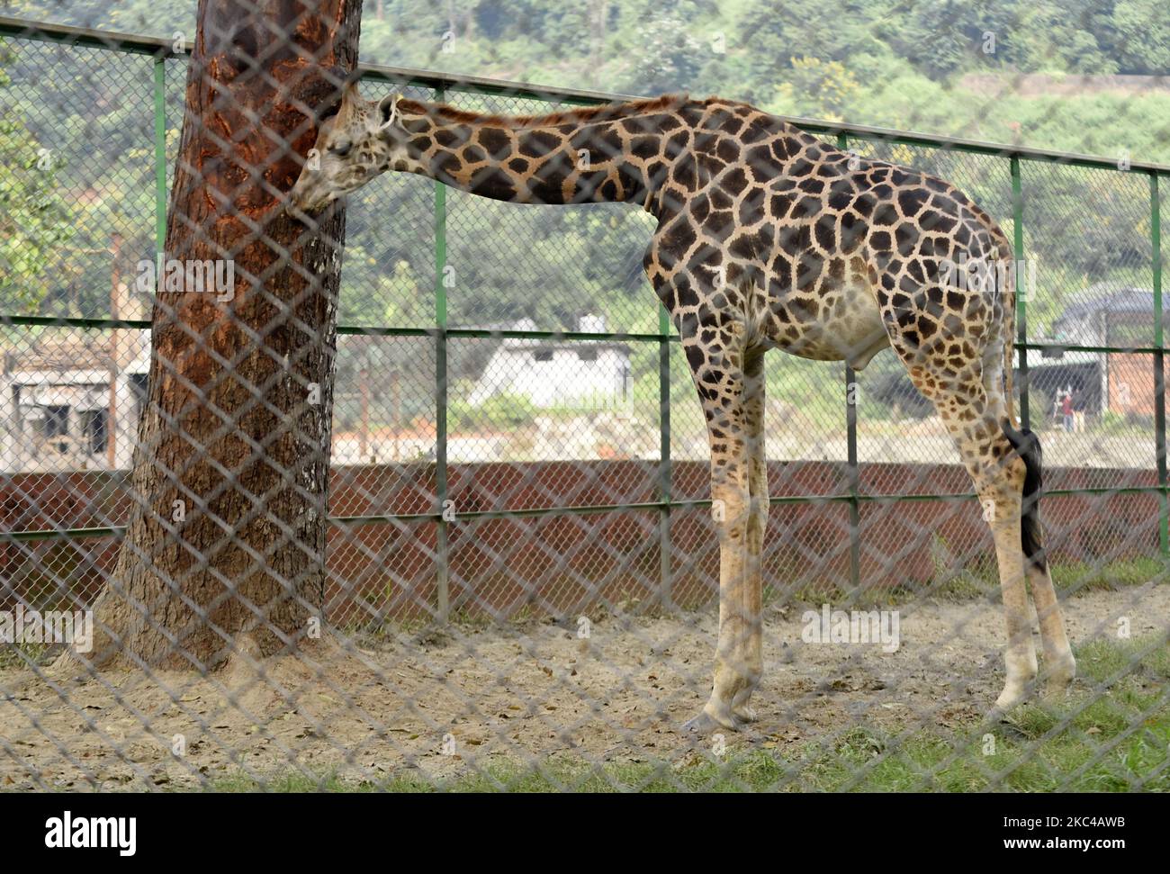 A Giraffe inside an enclosure at Assam State Zoo, in Guwahati, Assam ...