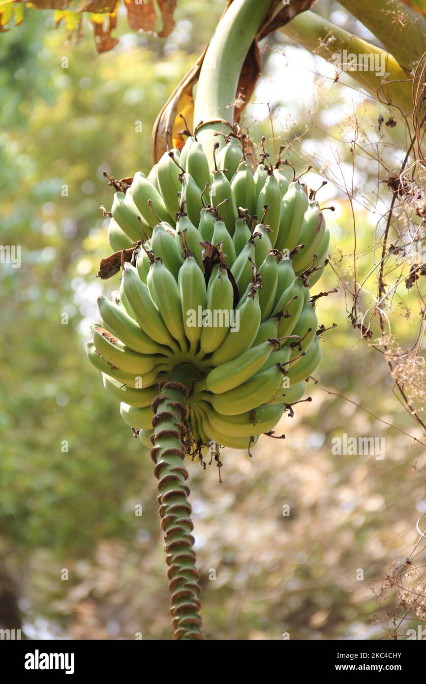 A vertical shot of green plantains growing on a tree in Thailand Stock ...