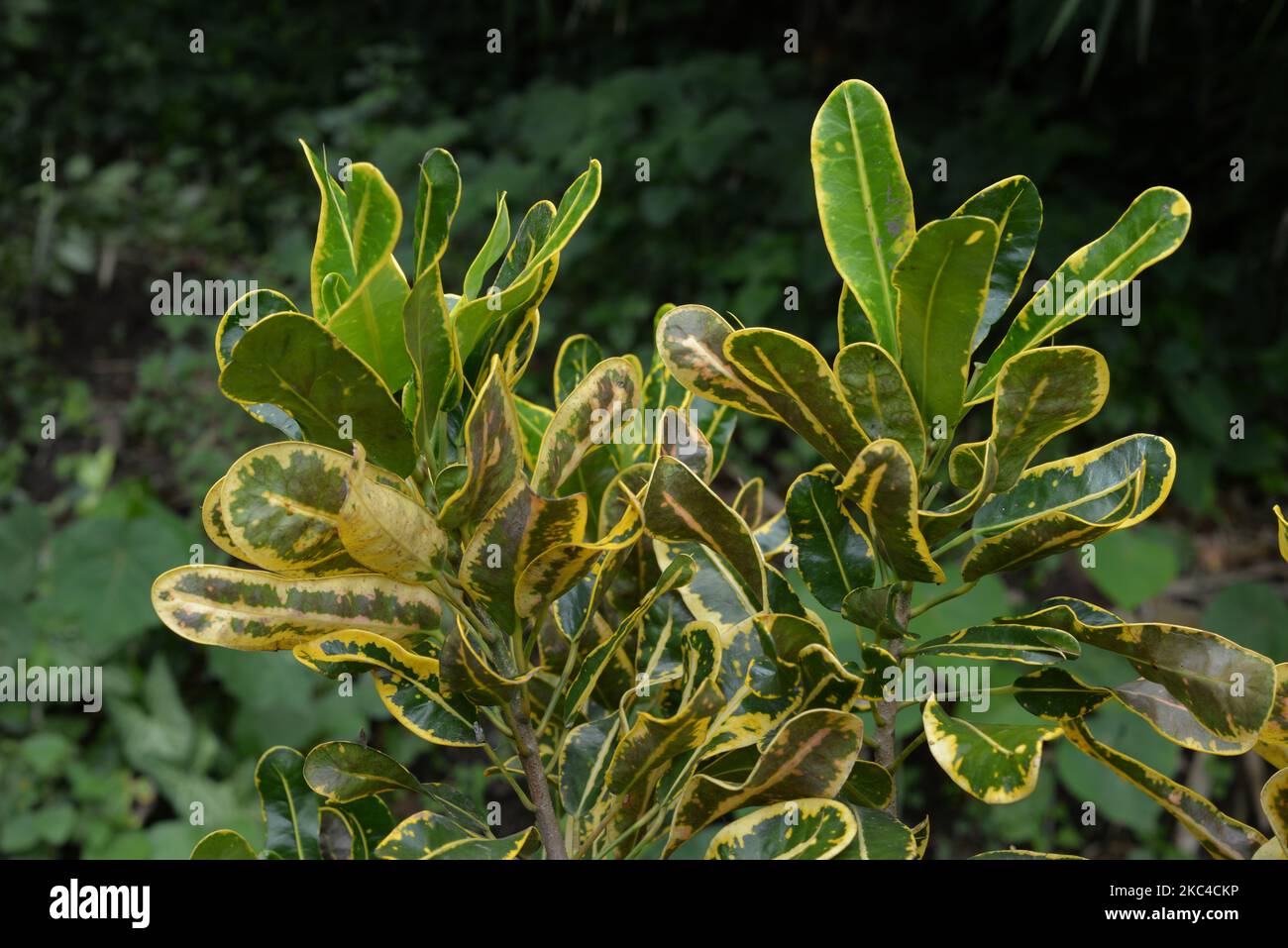 A closeup of growing Codiaeum variegatum plant Stock Photo - Alamy