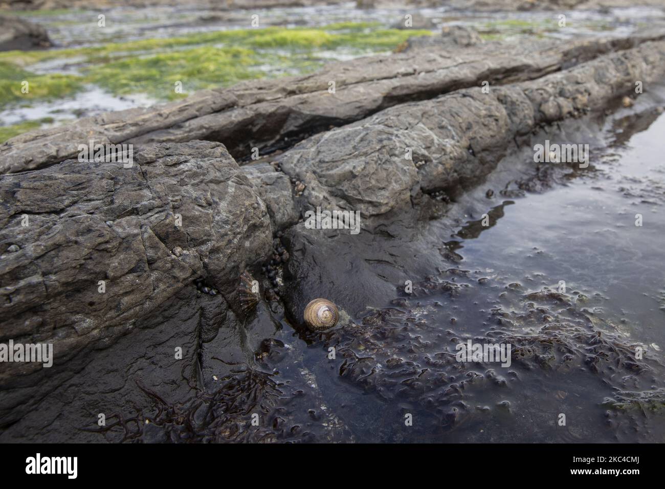 A close-up view of an ancient petrified tree trunkÂ at Curio Bay in ...
