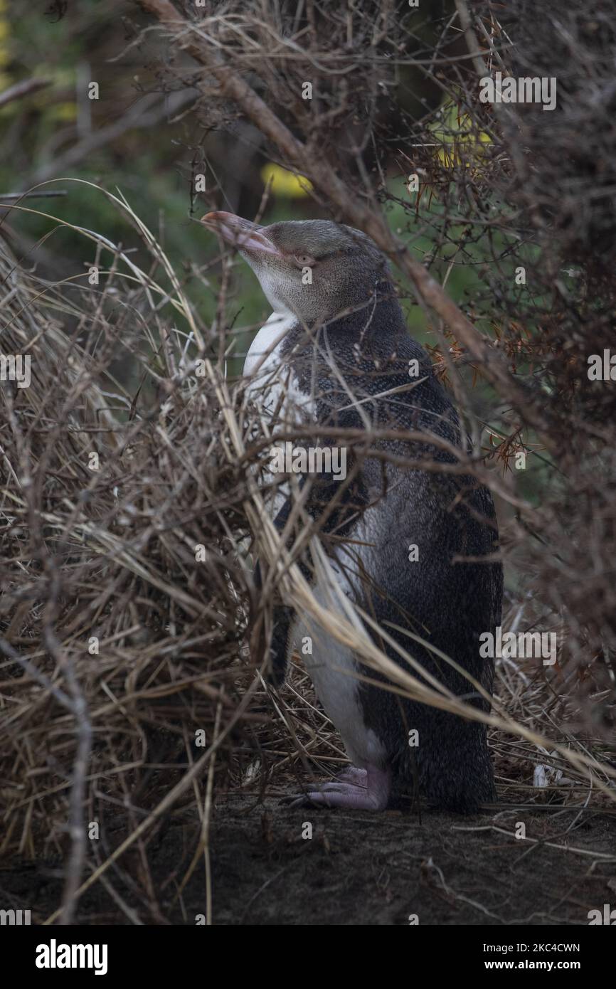 A Yellow-eyed Penguin scared of a sea lion hides in a bush in ashore at ...