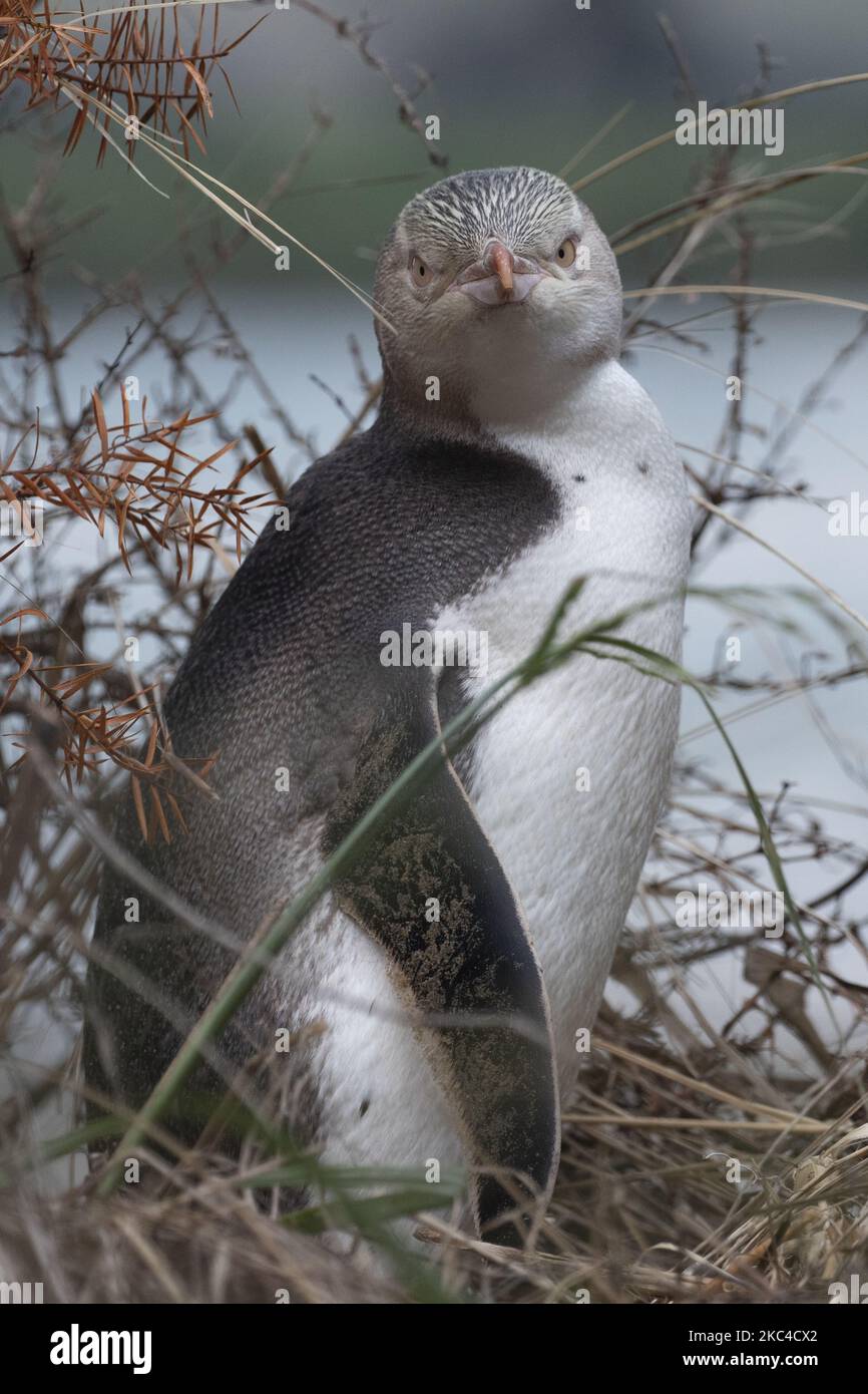 A Yellow-eyed Penguin scared of a sea lion hides in a bush in ashoreÂ ...