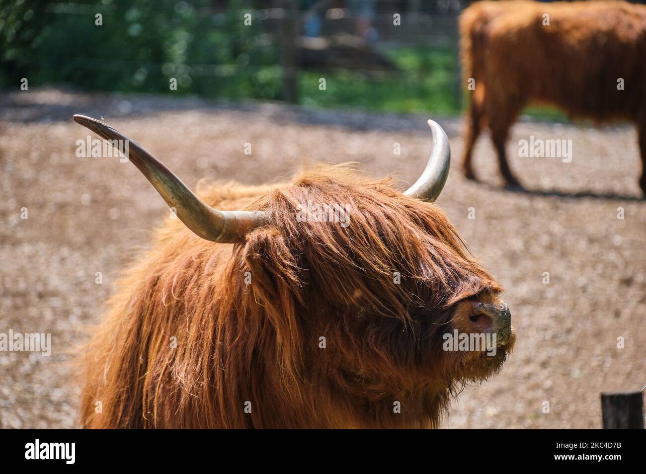 A hairy highland cattle, Bos taurus taurus standing on a farm Stock ...