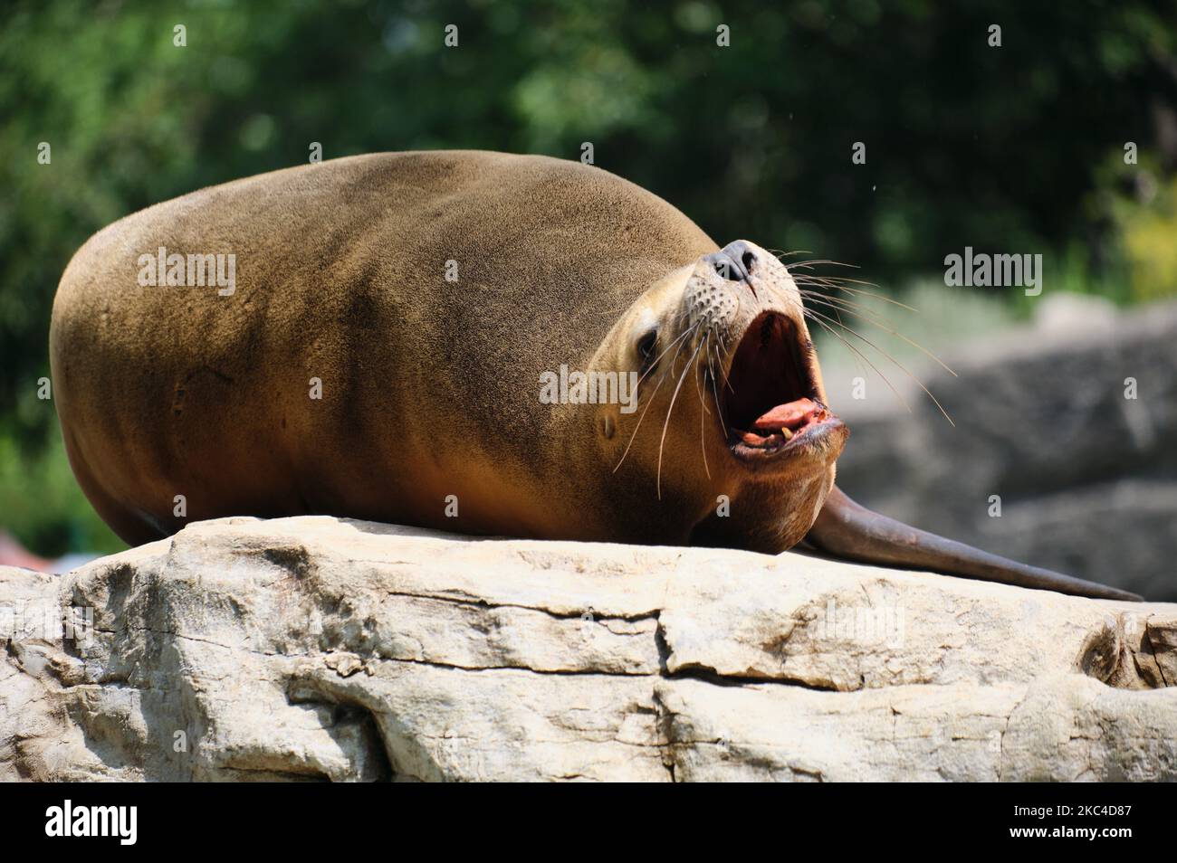 Sea lion screaming hi-res stock photography and images - Alamy