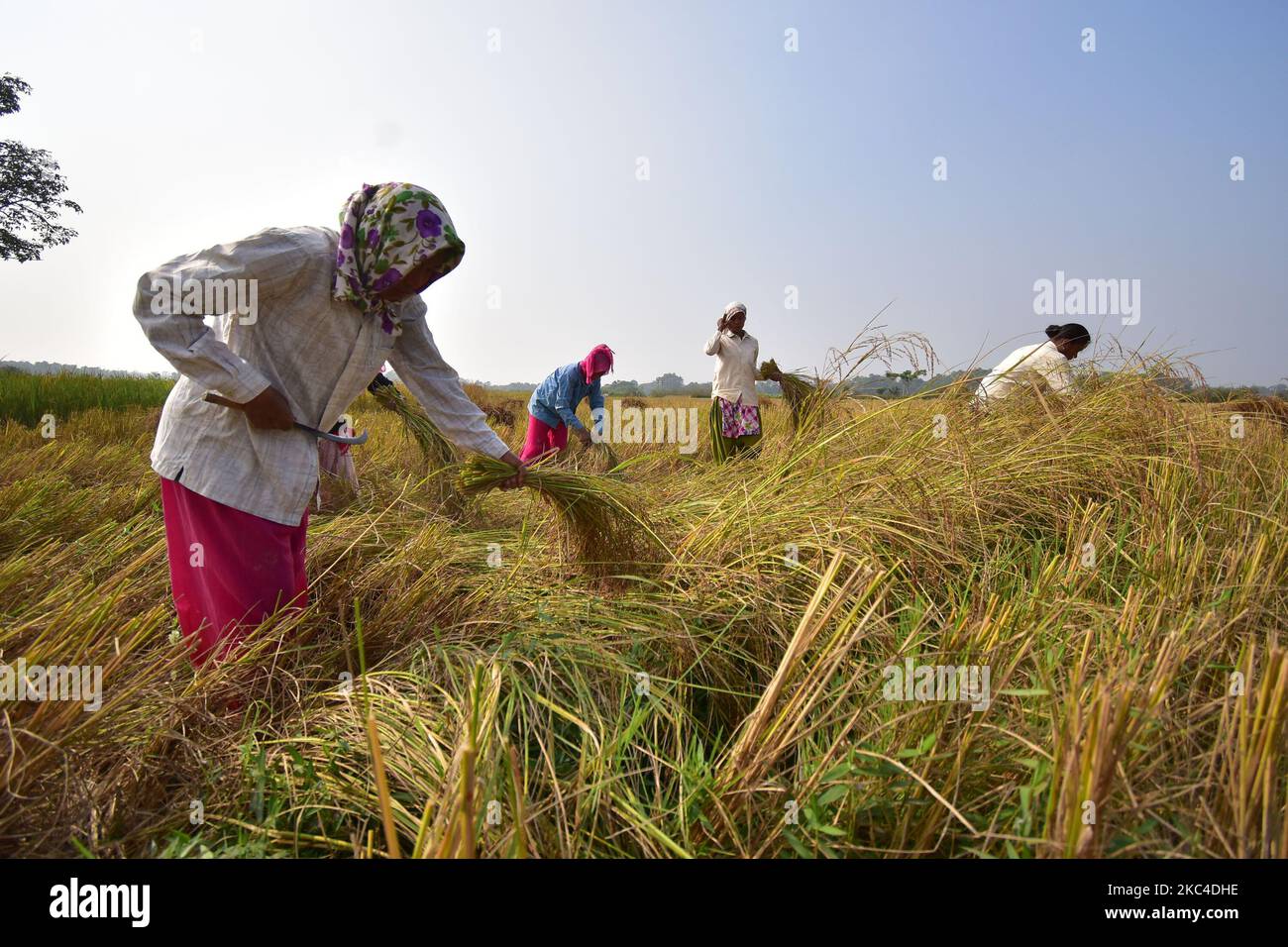 Indian Woman harvesting rice paddy in a field, at a village in Nagaon ...