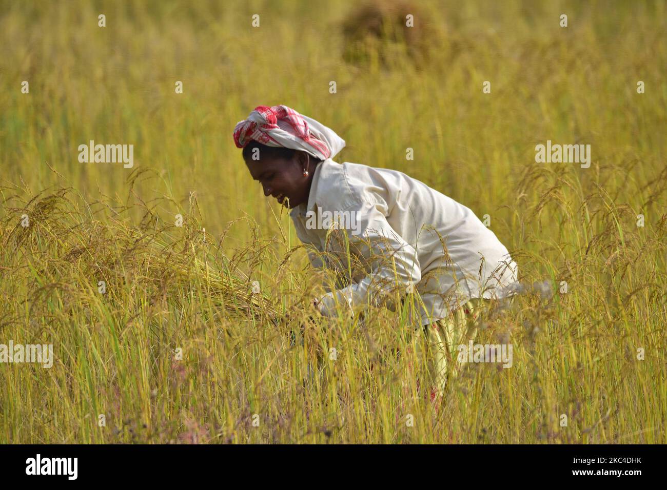 A Woman harvesting rice paddy in a field, at a village in Nagaon ...