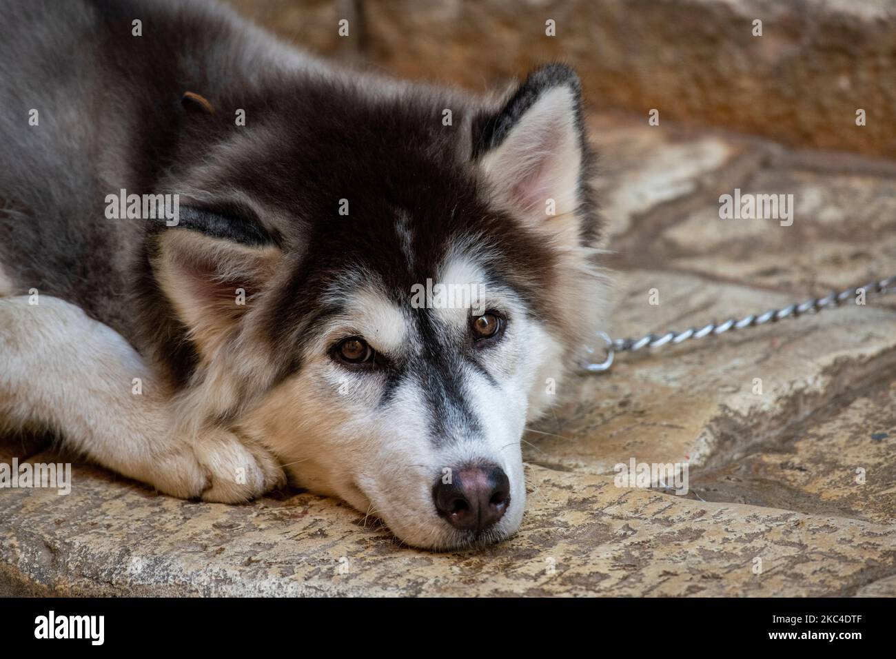 A chained up husky dog looks to camera Stock Photo - Alamy