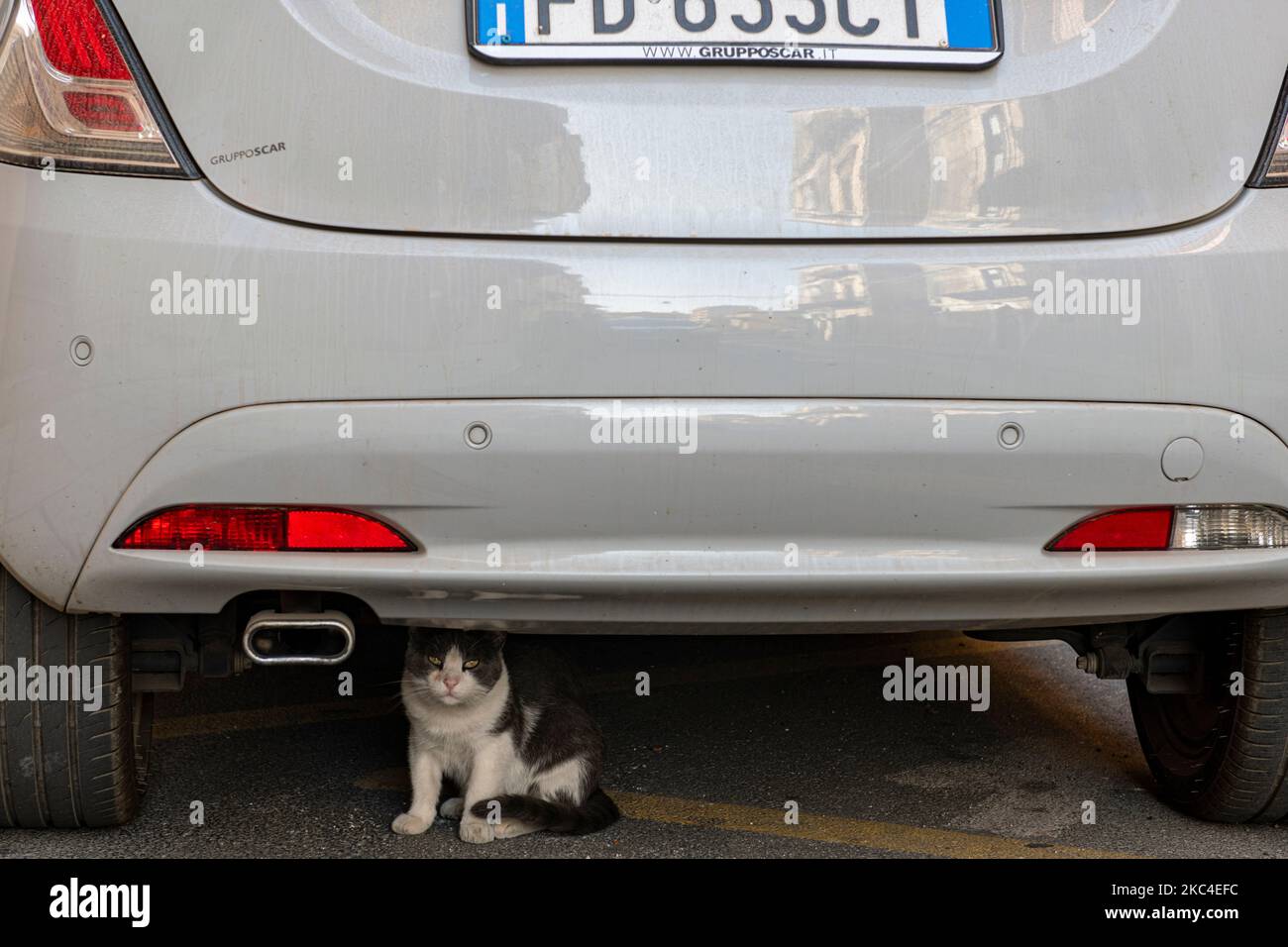 A cat hides under a Fiat 500 car in Italy Stock Photo - Alamy