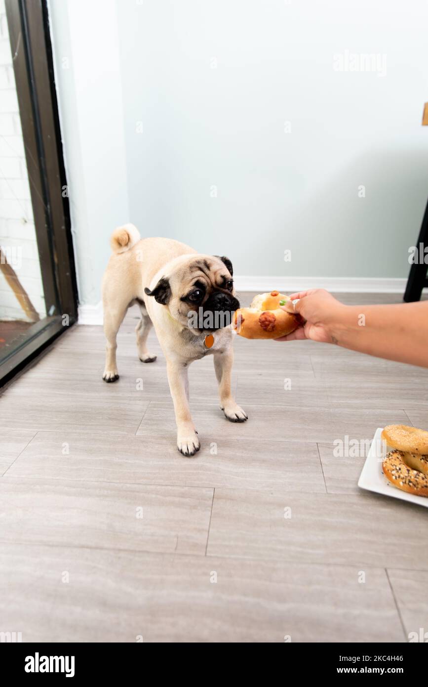 A vertical shot of a person feeding a cute French bulldog with a bun ...
