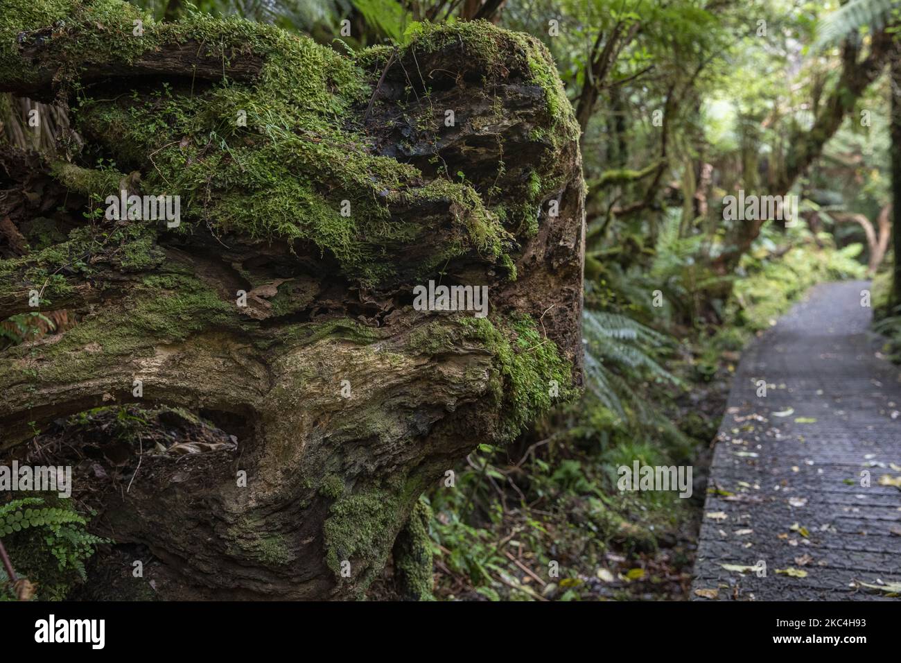 Path of the McLean waterfalls in the Catlins Forest Park in Catlin in ...