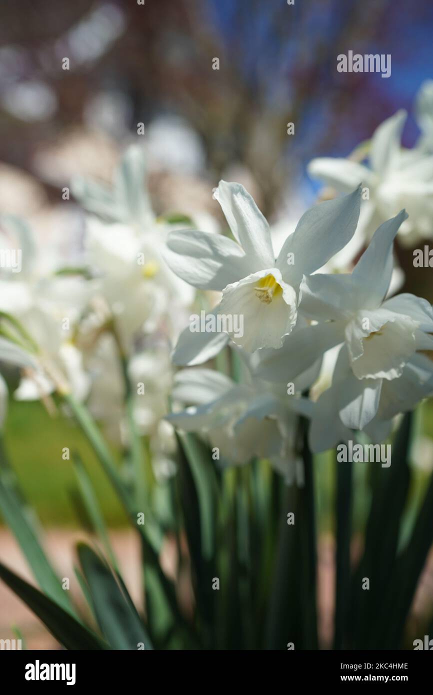 Angels tears daffodil hi-res stock photography and images - Alamy