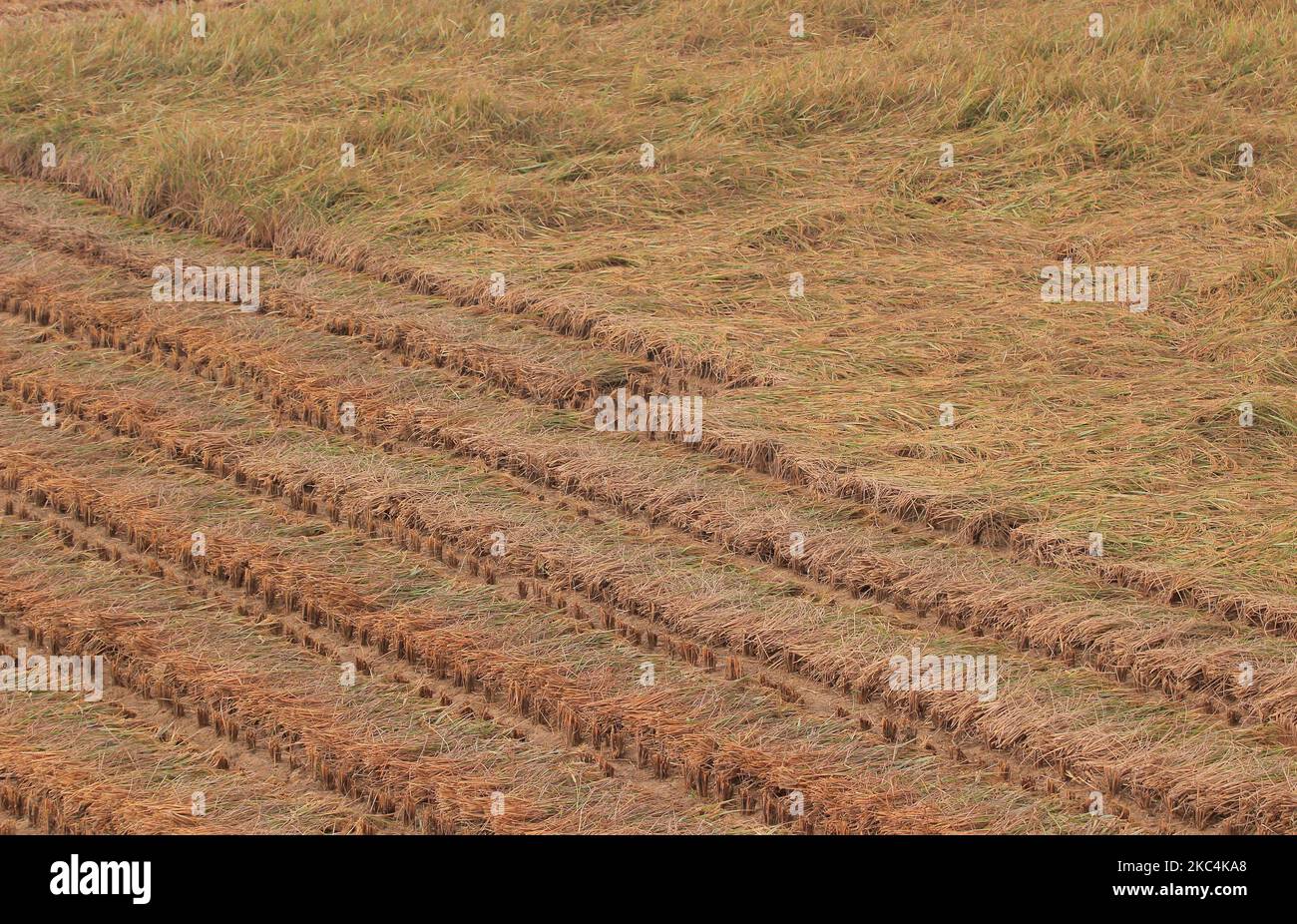 Farmers are seen at their agricultural paddy fields as they are busy in ...