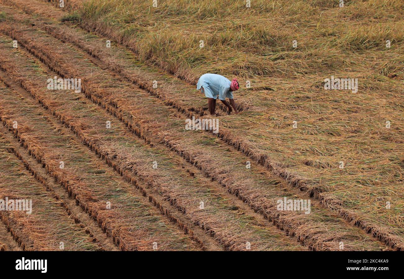 Farmers are seen at their agricultural paddy fields as they are busy in ...