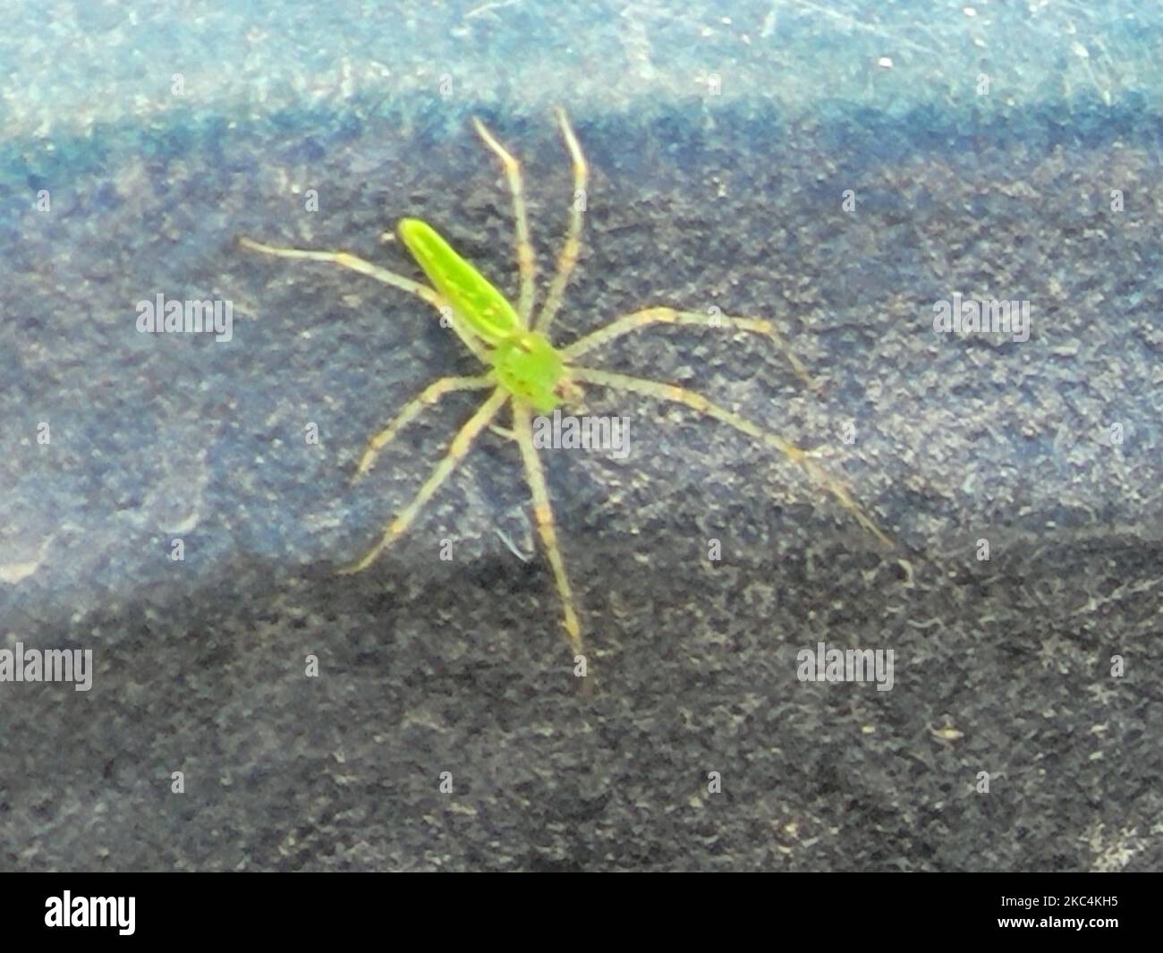 A closeup of a terrifyingly huge green lynx spider with long legs and ...