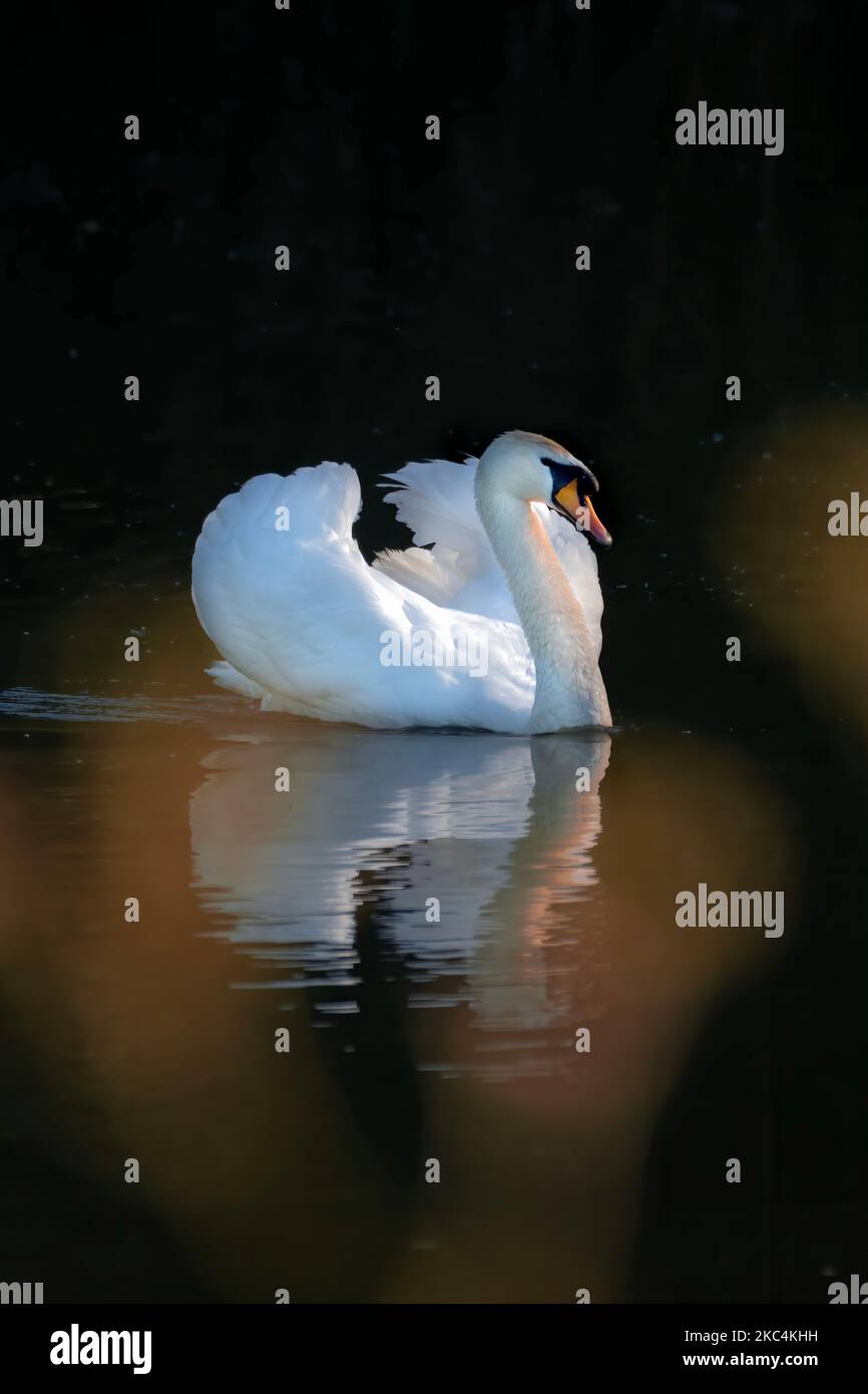 A swan floating on golden water in night Stock Photo - Alamy