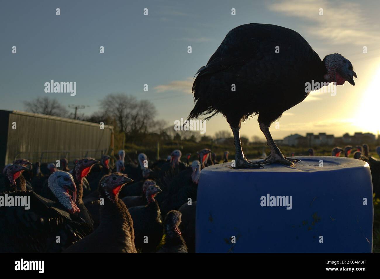 Bronze turkeys hatched in June and raised free range for Christmas are ...