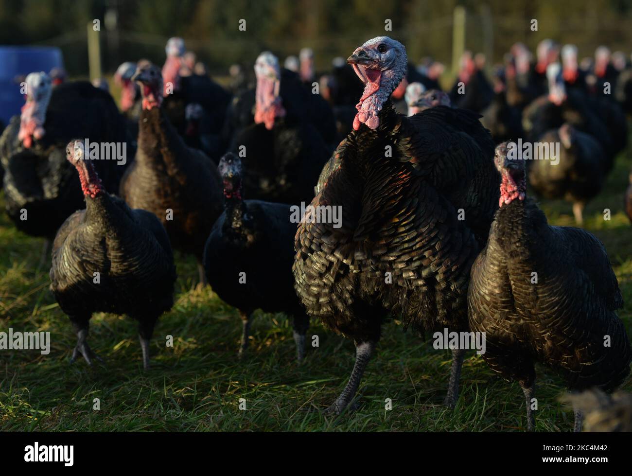 Symbole canada hi-res stock photography and images - Alamy