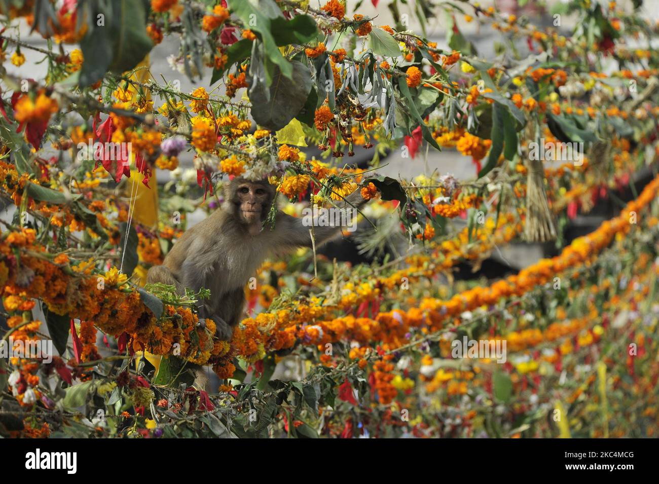 A Monkey playing in a tighten religious rope consists of flower, fruits ...