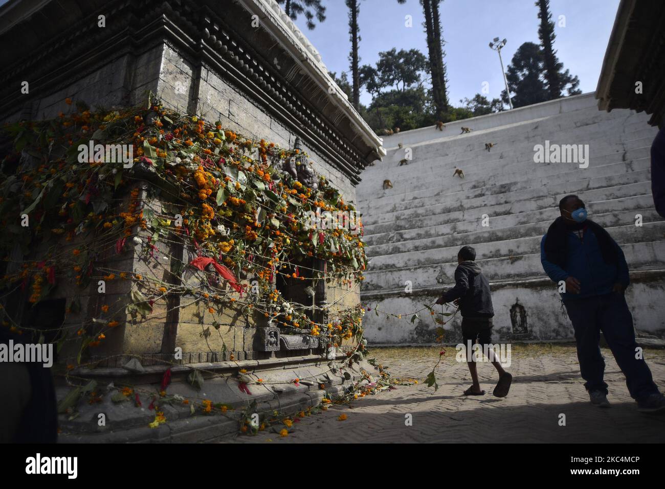 Tulsi bivaha hi-res stock photography and images - Alamy