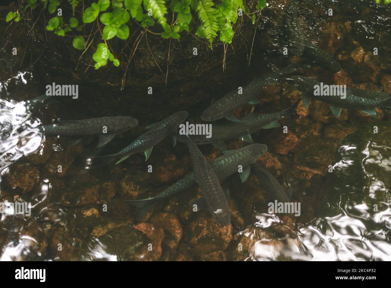 A top view of a small shoal of fish swimming in clear pond water Stock ...