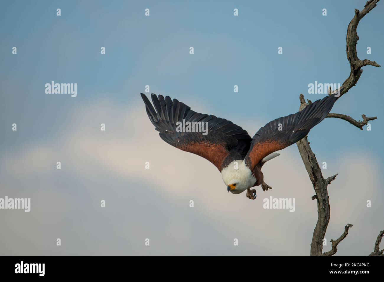 An African fish eagle, Haliaeetus vocifer flying in the Kruger national ...