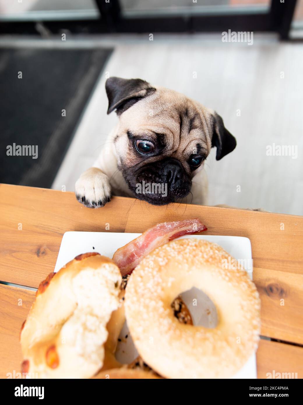 A vertical shot of a cute French bulldog eating buns from a table Stock ...