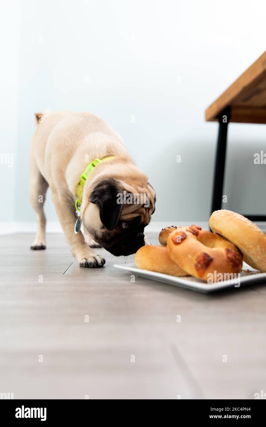 A vertical shot of a cute French bulldog eating buns Stock Photo - Alamy