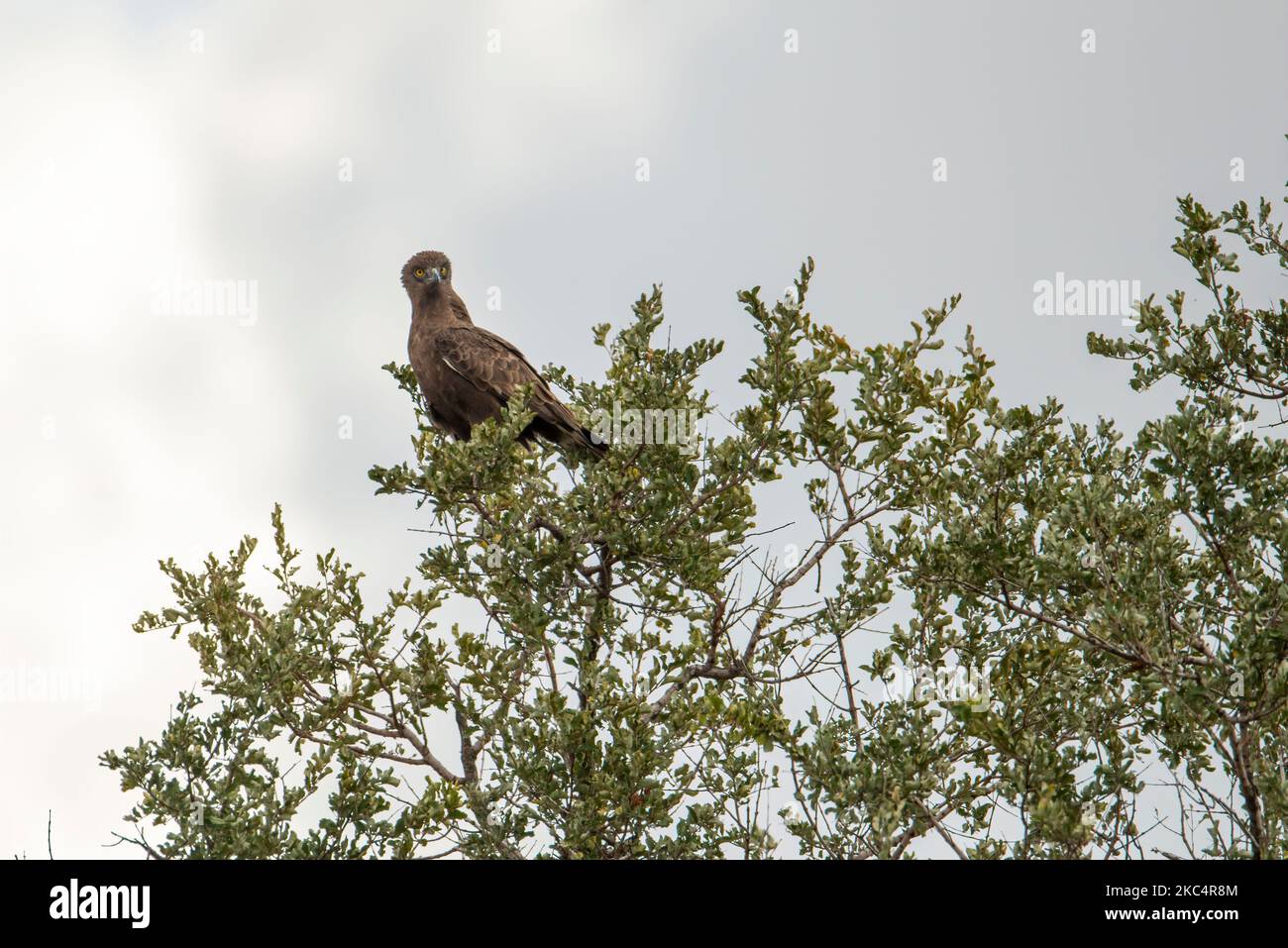 A Brown snake eagle, Circaetus cinereus standing on a tree branch in ...