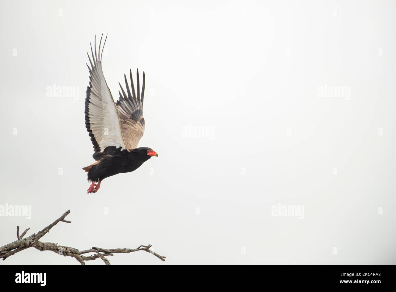 A Bateleur, Accipitridae flying in the Kruger national park, South ...