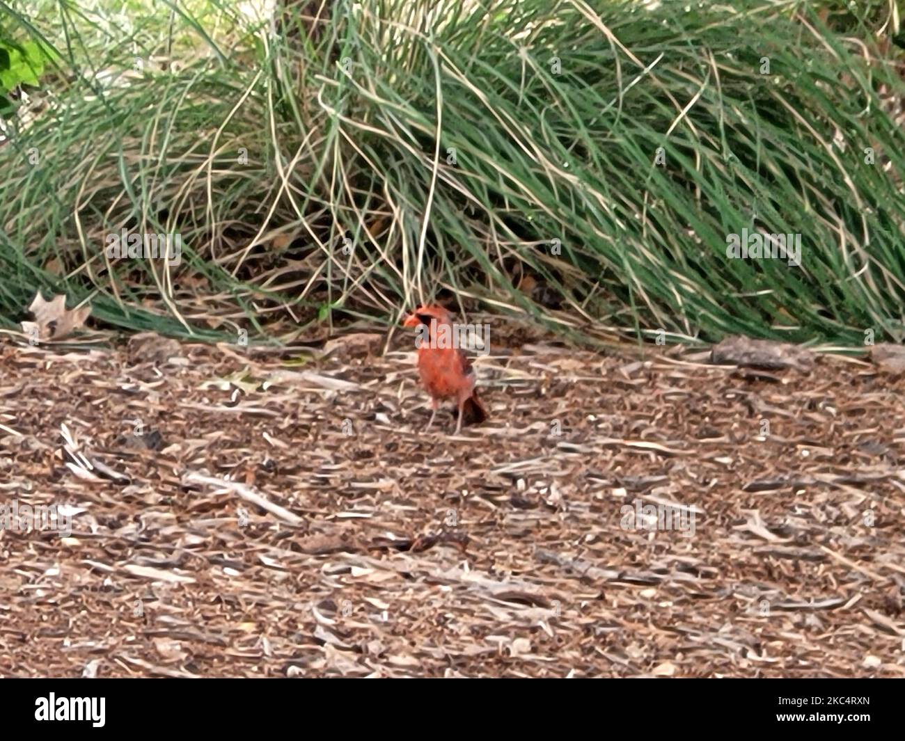 Northern cardinal cardinalis nest hi-res stock photography and images ...