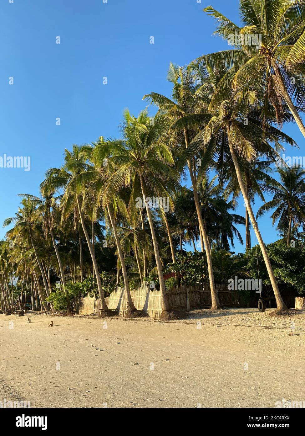 A vertical shot of tall coconut trees at a beach Stock Photo - Alamy