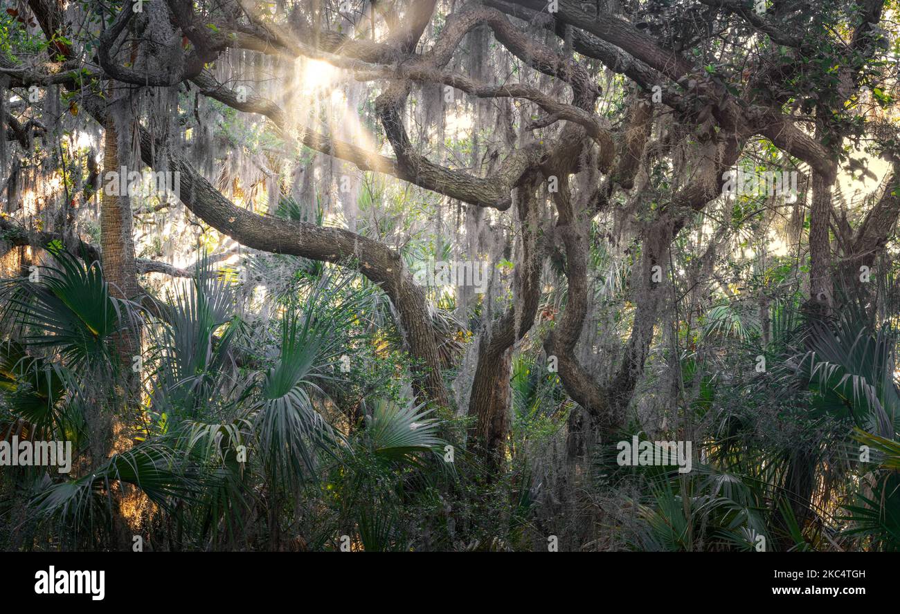 A view of growing deformed woods surrounded by palm trees in background ...