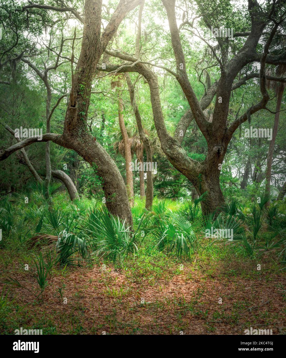 A swamp with growing deformed woods surrounded by palm trees Stock ...