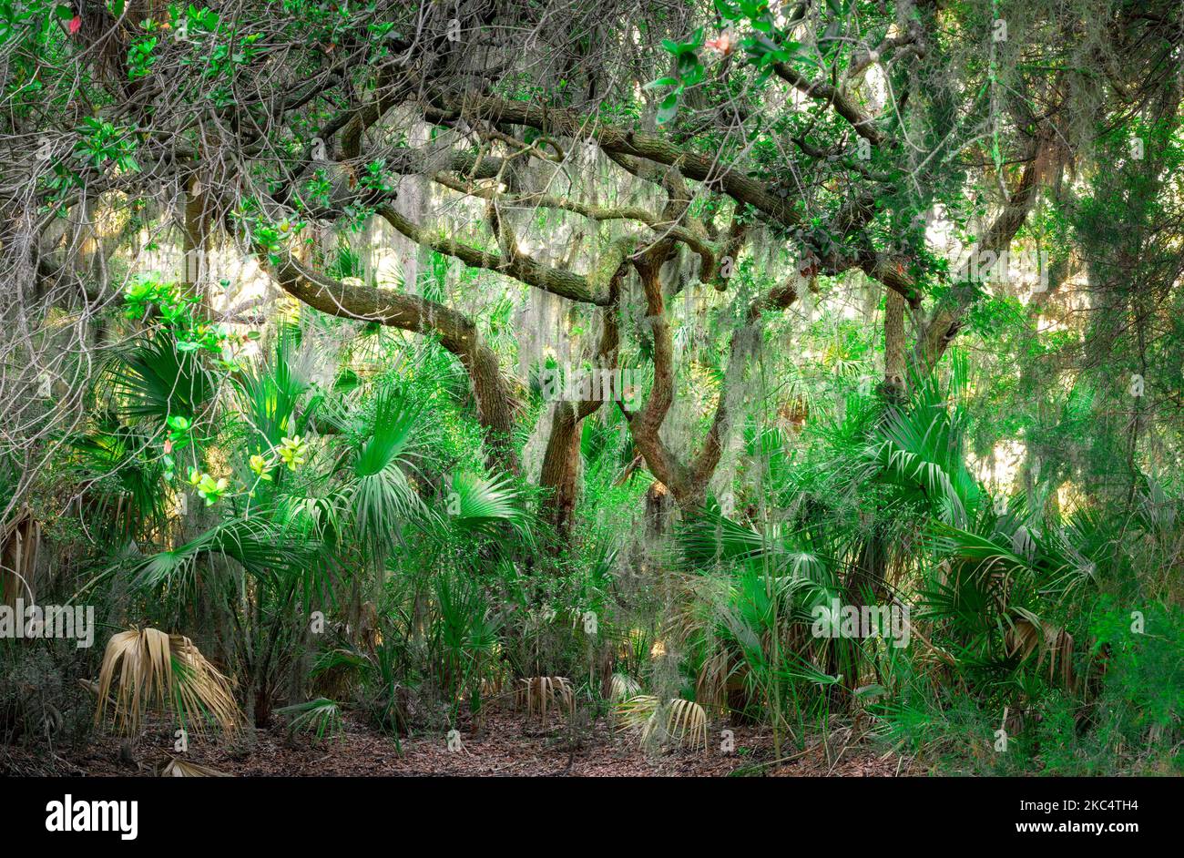 A swamp with growing deformed woods surrounded by palm trees Stock ...