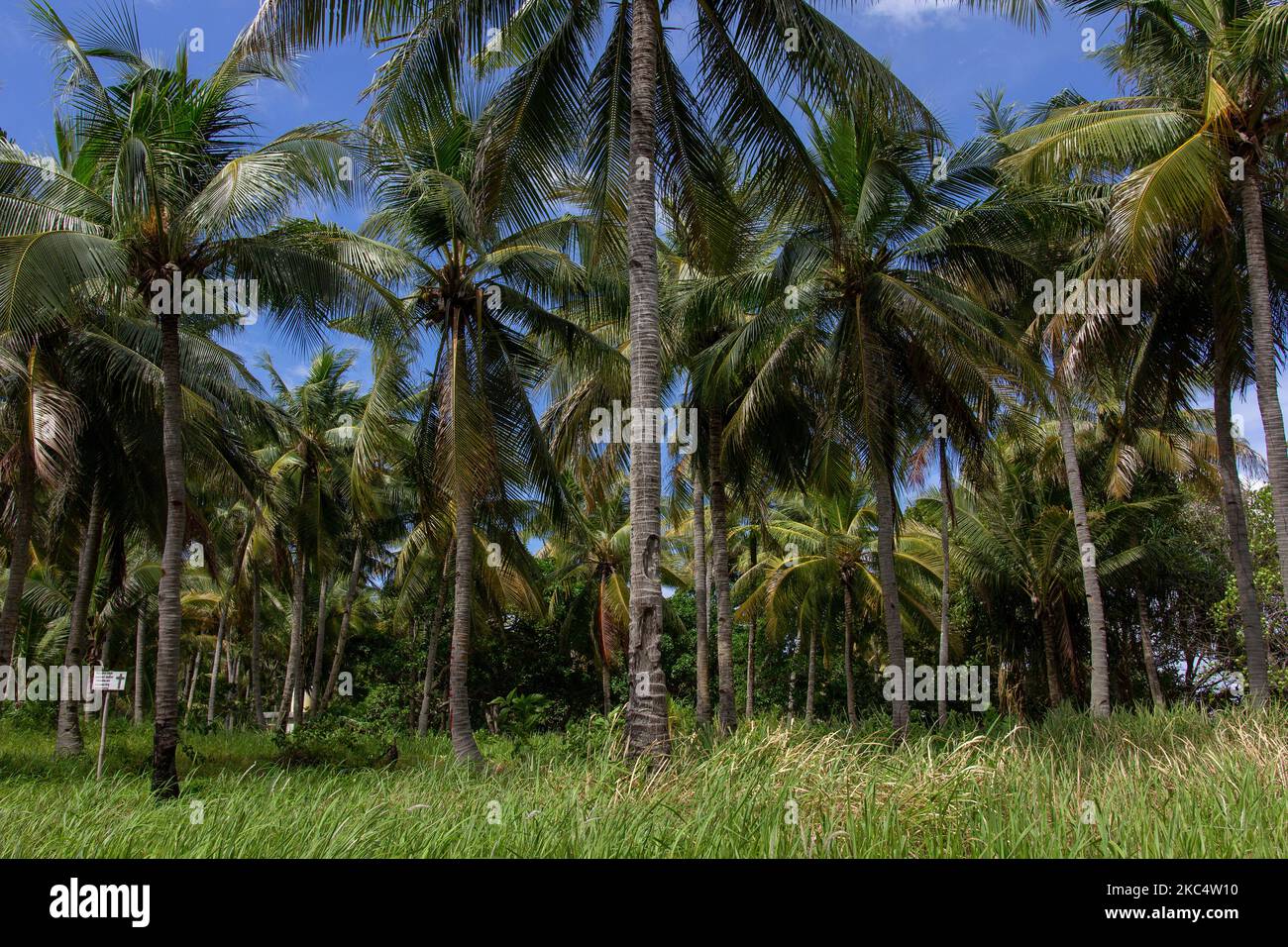 A garden with dozens of coconut trees and green grass surrounding it ...