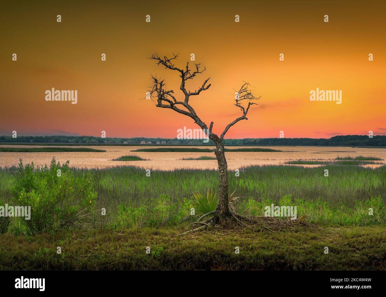 A solo tree surrounded by grass in background of swamp during sunset ...