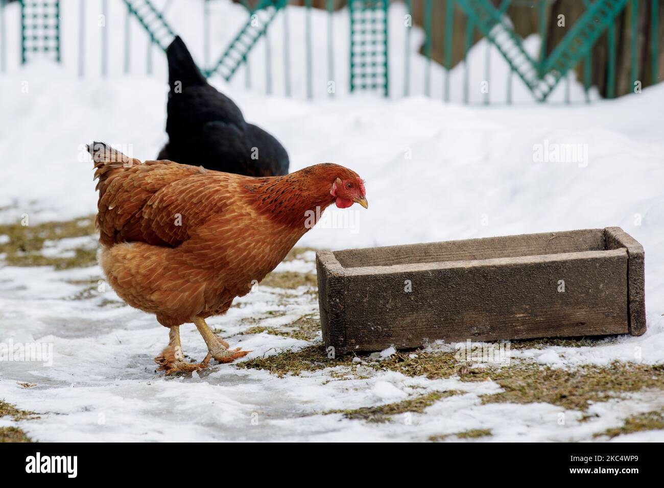 Frozen chicken yard hi-res stock photography and images - Alamy