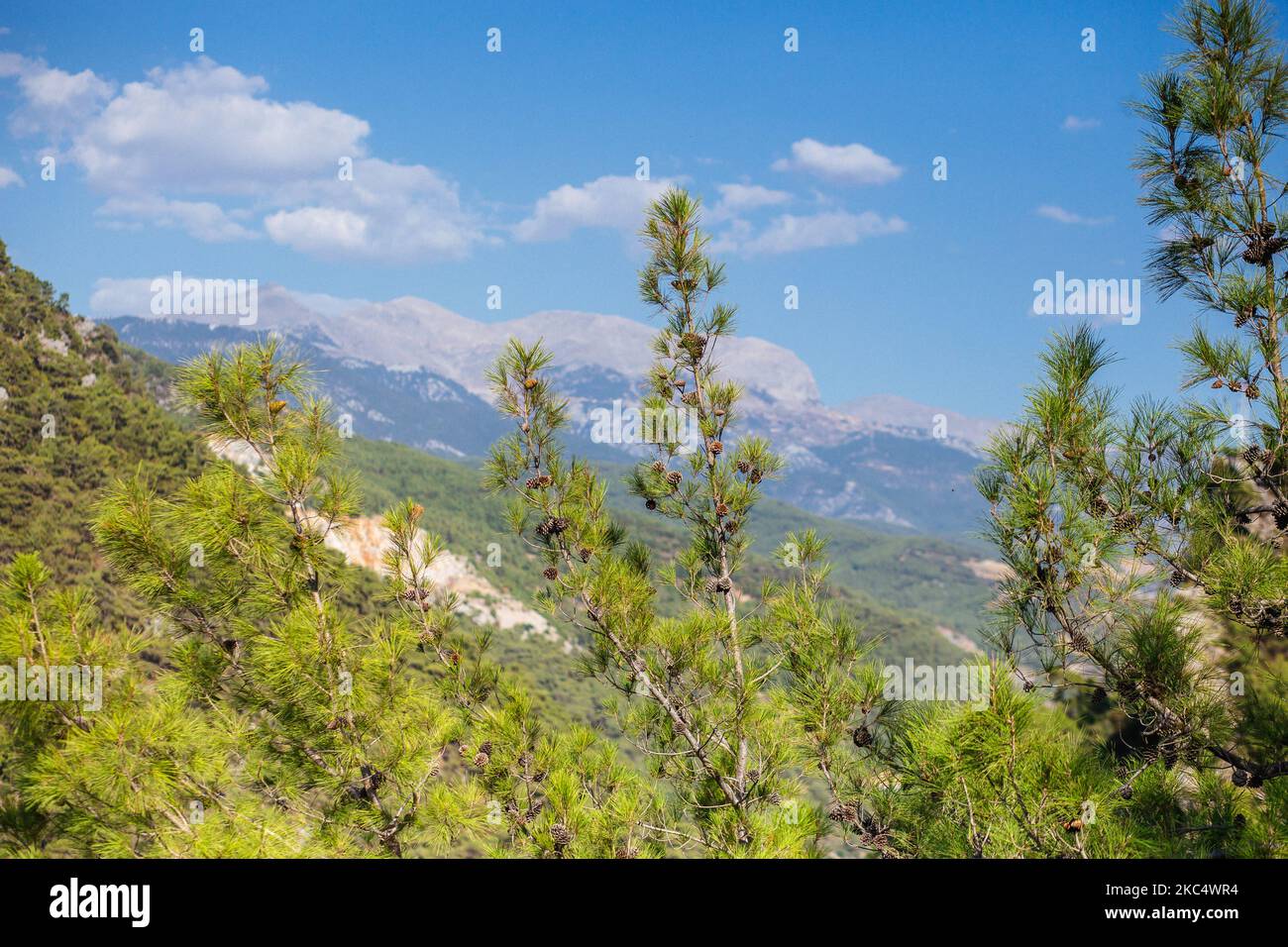 Bibrant aromatic coniferous trees and blue sky in mountains, fortitude ...