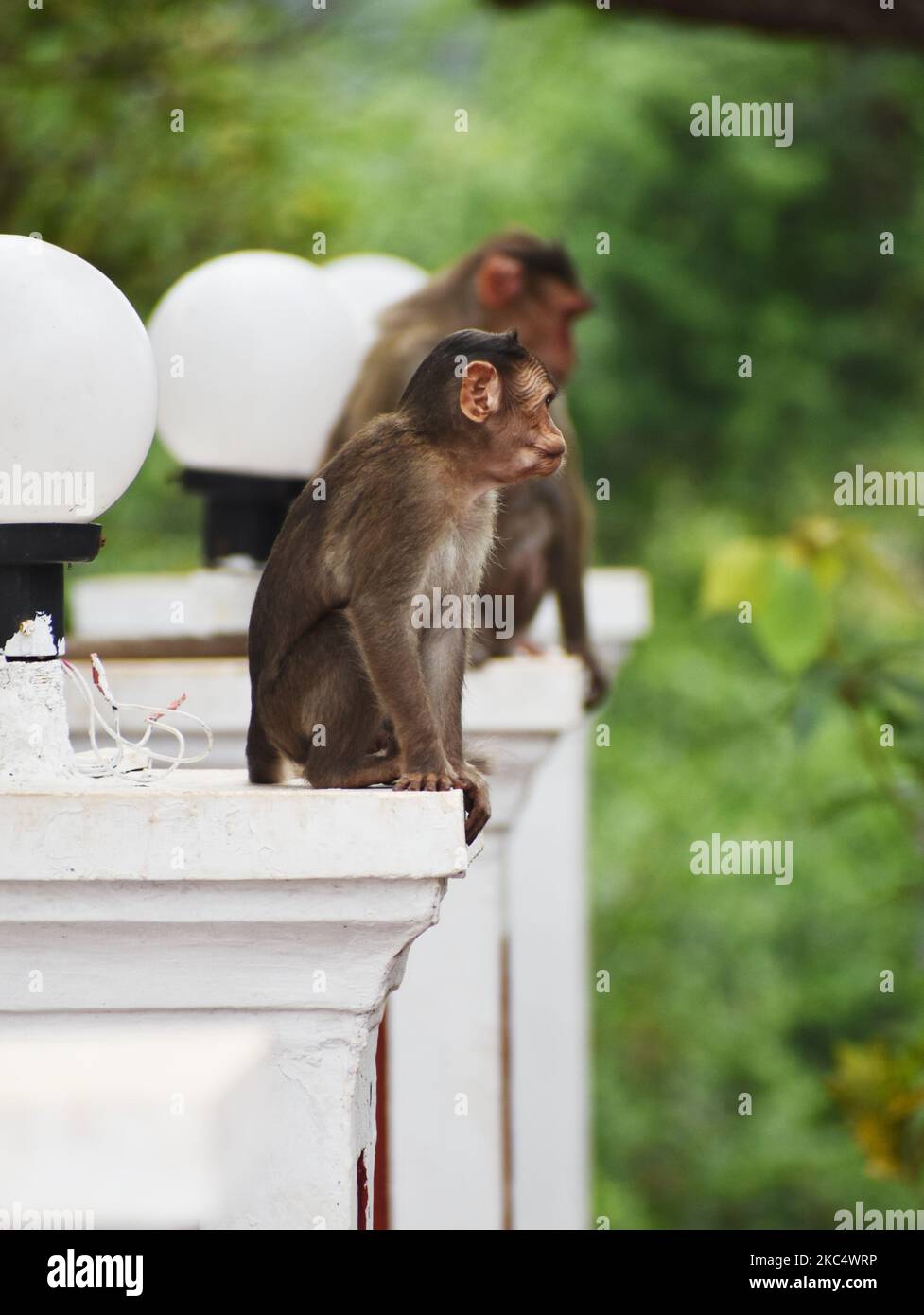 A vertical shot of a monkey climbing a white street lamp outdoors Stock ...